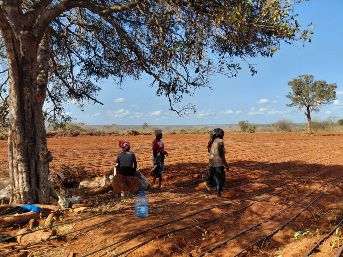 Seguridad alimentaria en Lukole-Baricho, Kilulu – Fundación Dilaya
